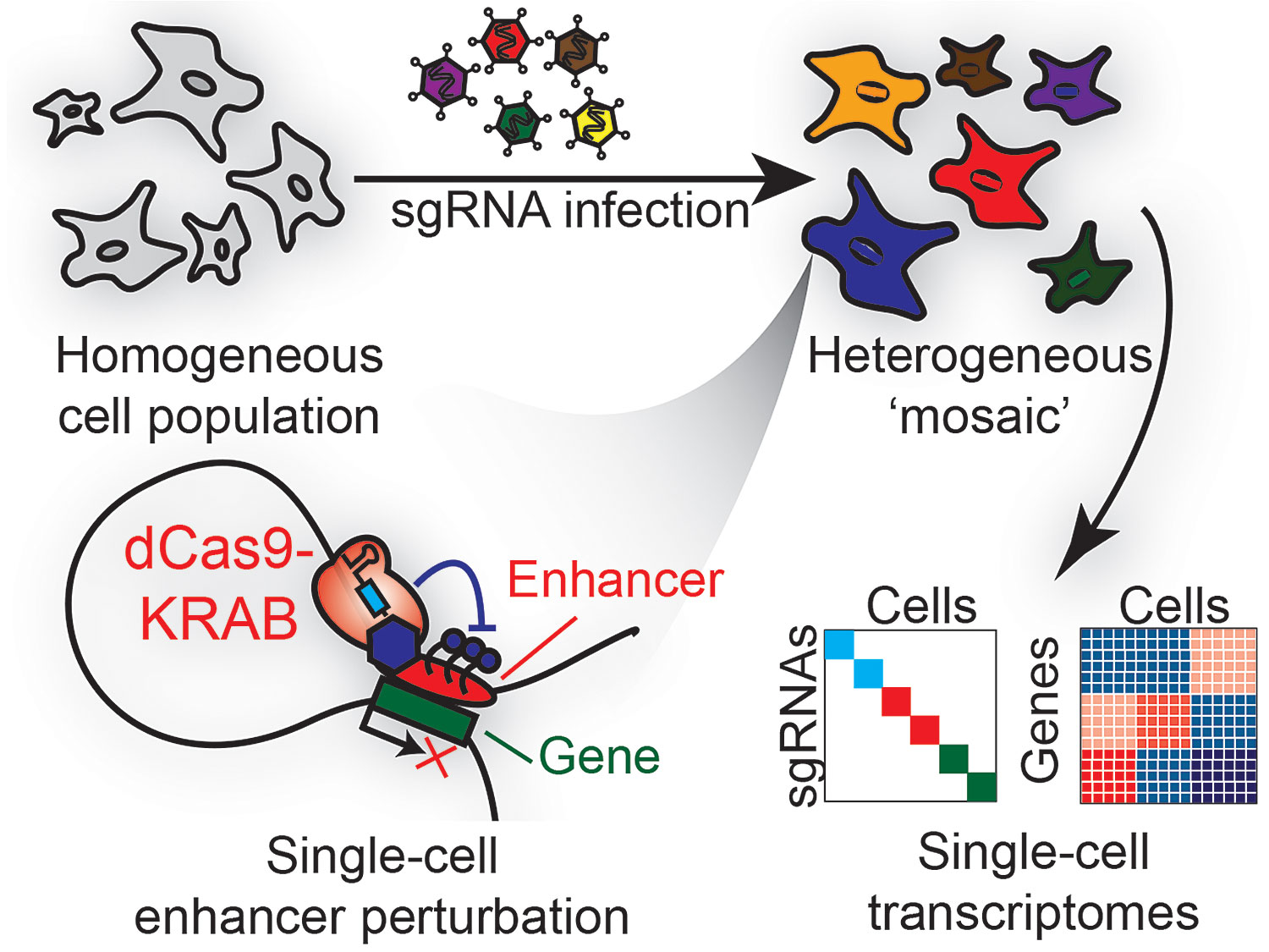 4 Advantages of Single cell RNA-seq analysis