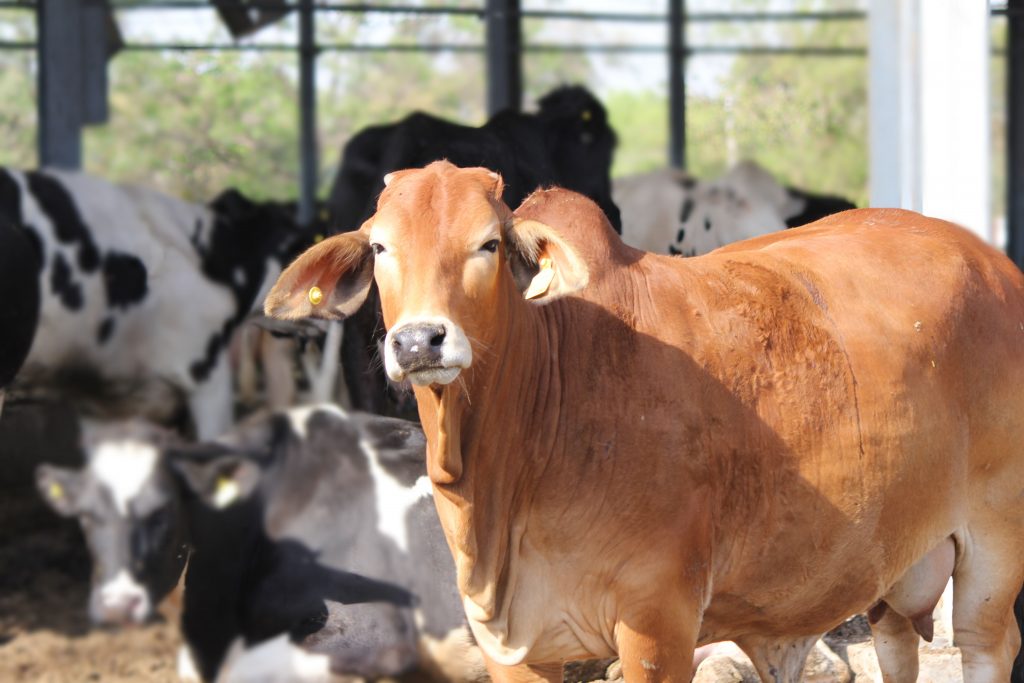 Breeds of Cows and Different Purposes Why They Are Farmed