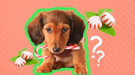 Can Dogs Have Peppermint